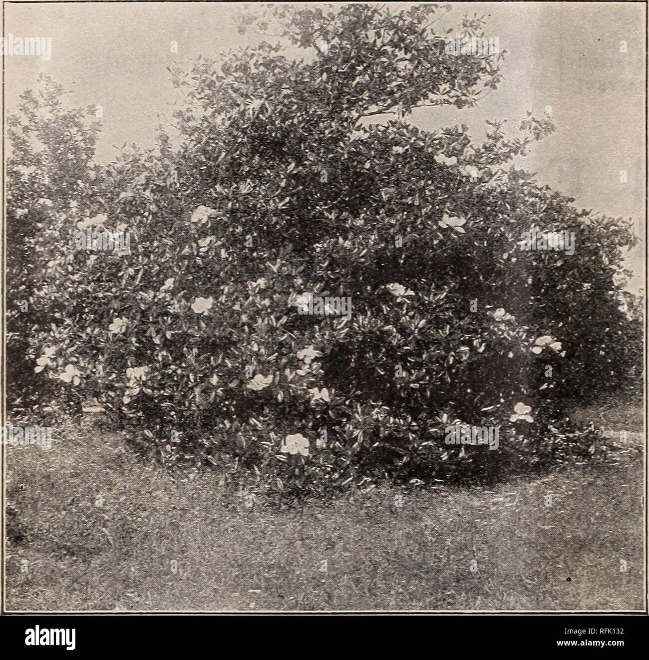 . Fruitland Nurseries 1900. Nurseries (Horticulture) Georgia Augusta ...