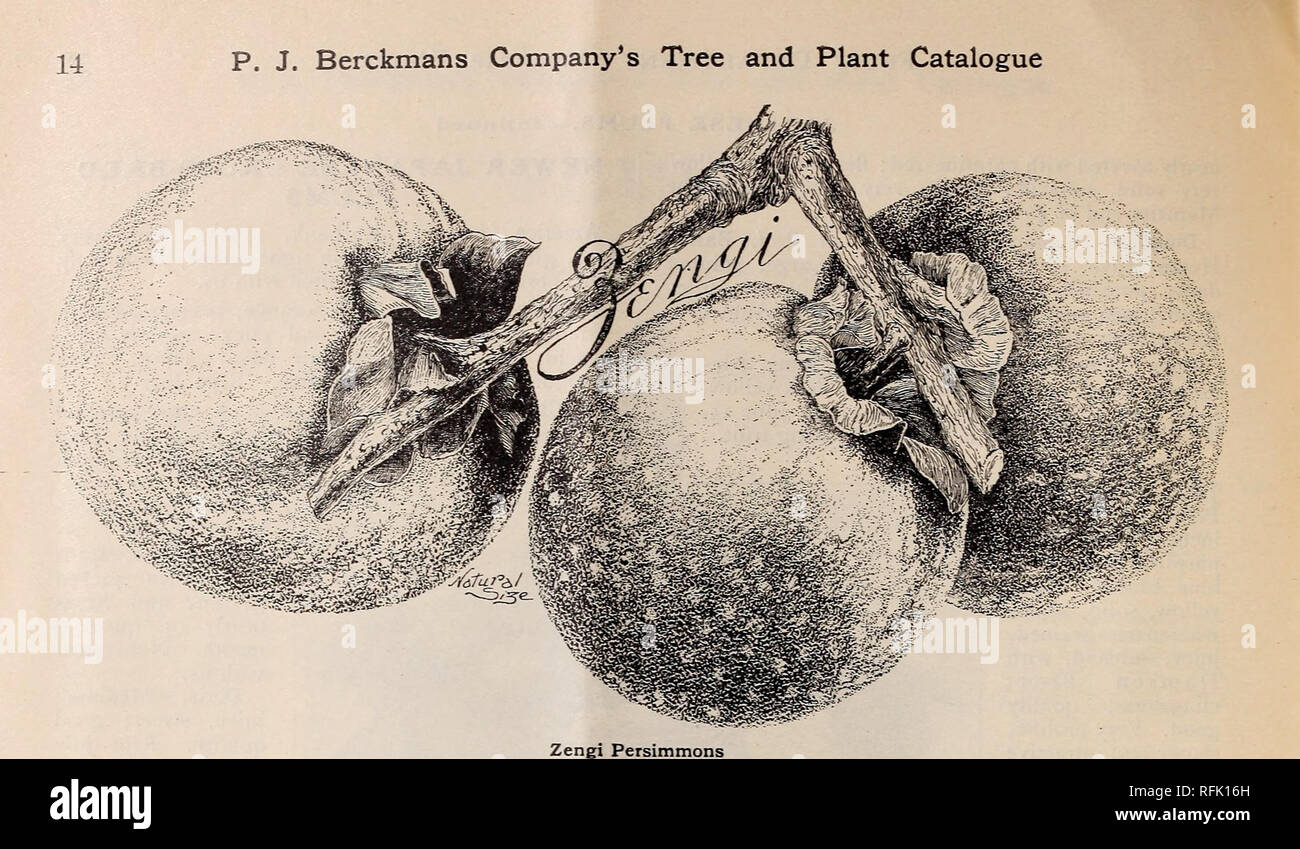 Yemon hi-res stock photography and images - Alamy