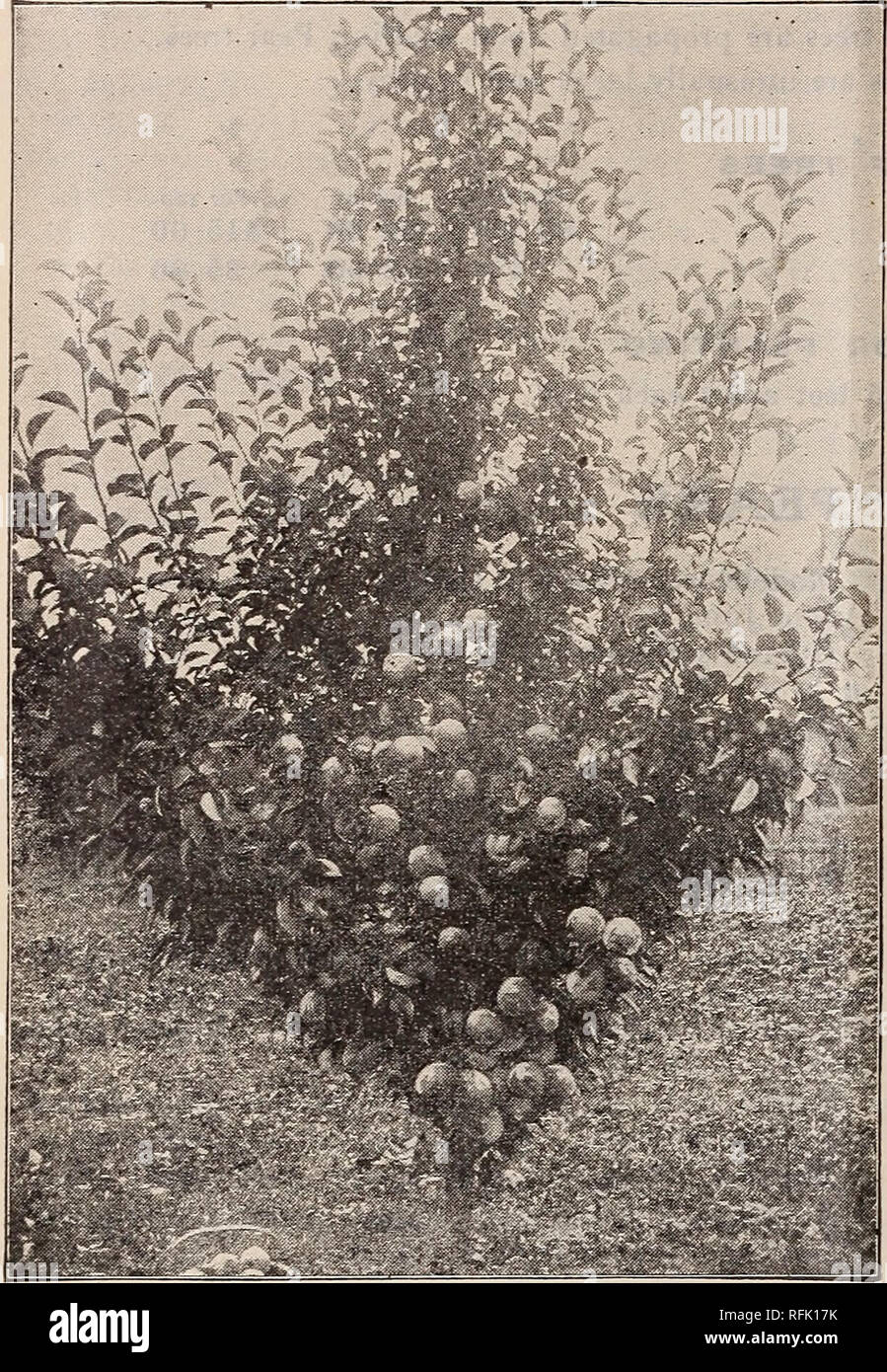 . Fruitland Nurseries 1900. Nurseries (Horticulture) Georgia Augusta ...