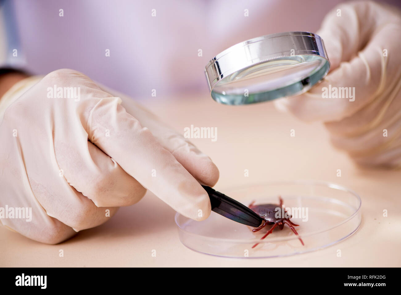 Male entomologist working in the lab on new species Stock Photo - Alamy