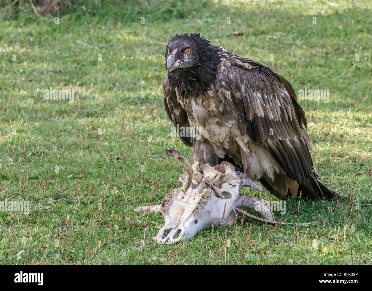 Culture vulture hi-res stock photography and images - Alamy