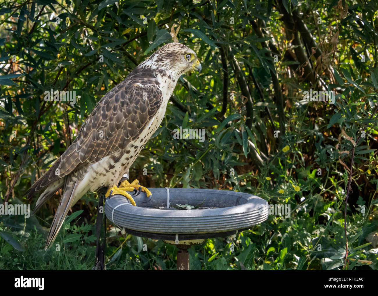 Captive Sakar falcon (query Falco cherrug), Sunkar Falcon Center ...