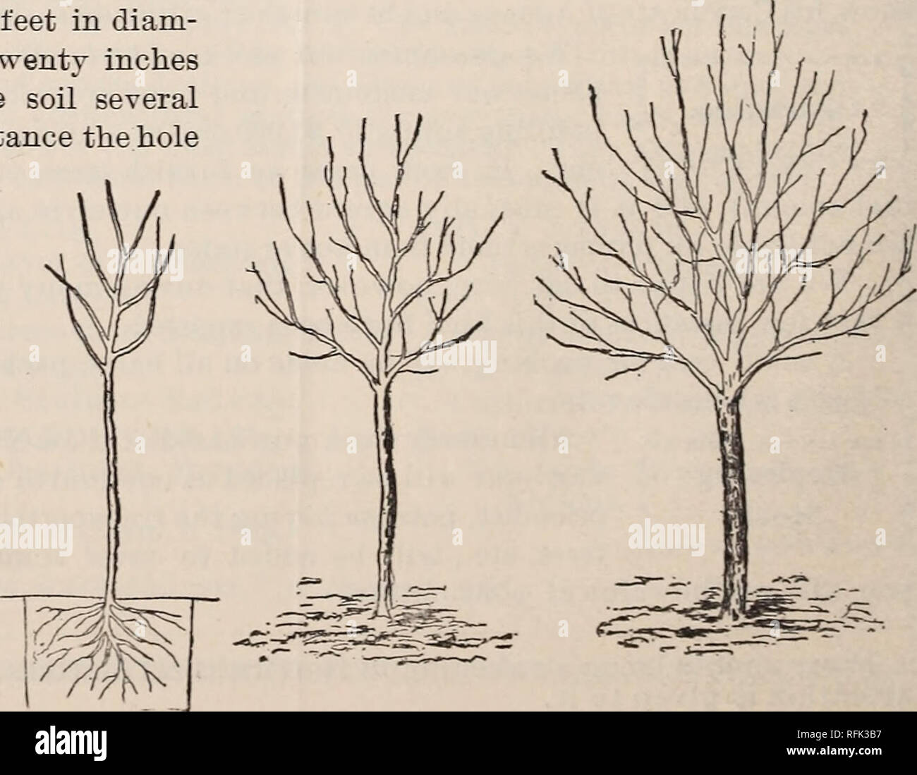 Catalogs tree hi-res stock photography and images - Alamy