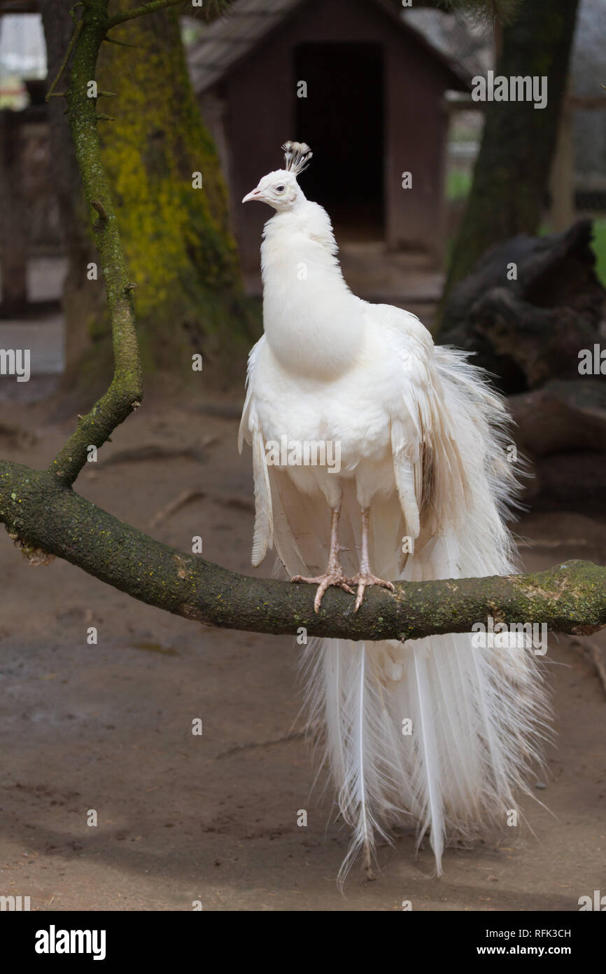 Long white tail feathers hi-res stock photography and images - Alamy