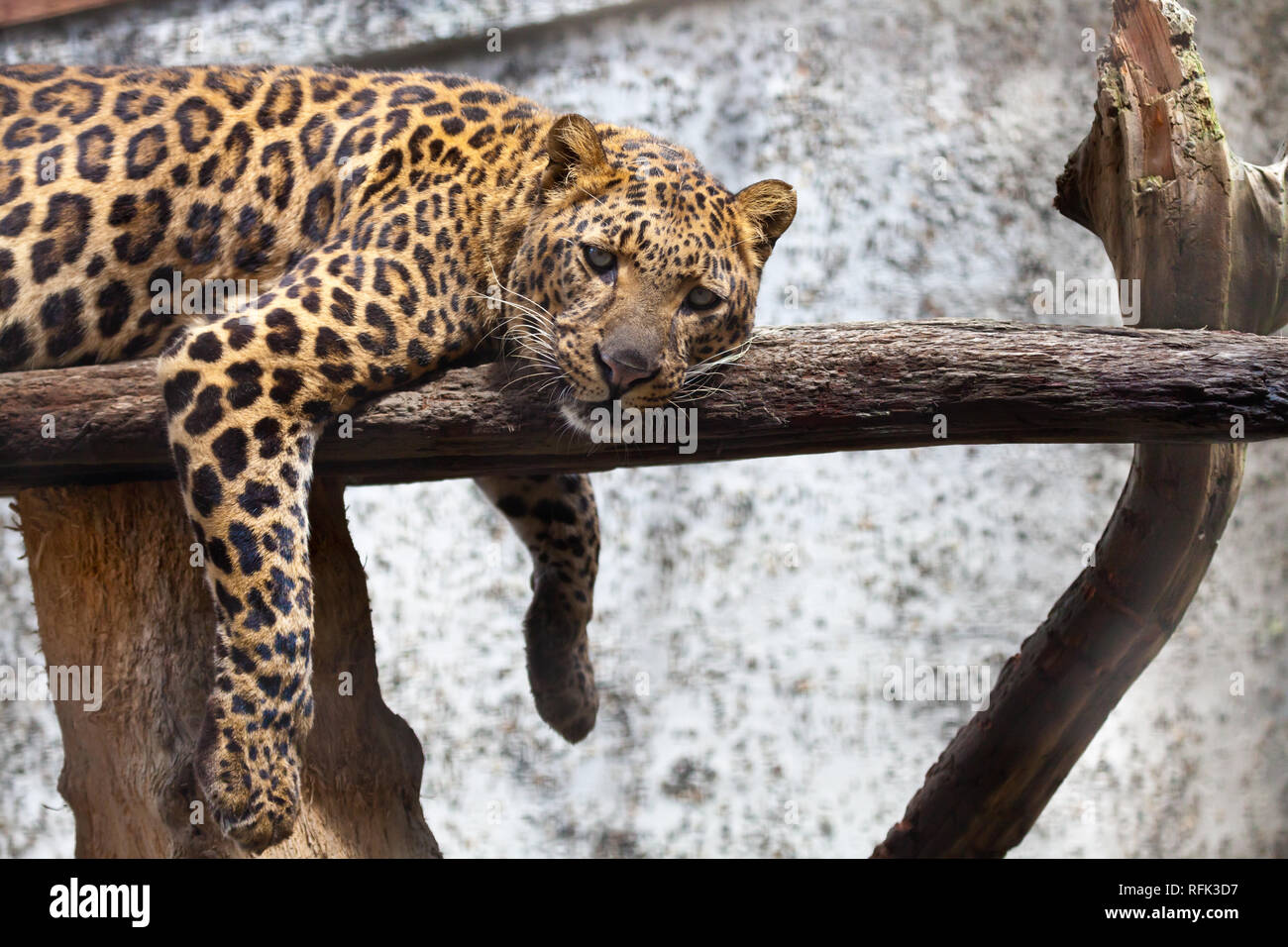 Closeup of a leopard resting on a log with paws dangling, perfect for a ...