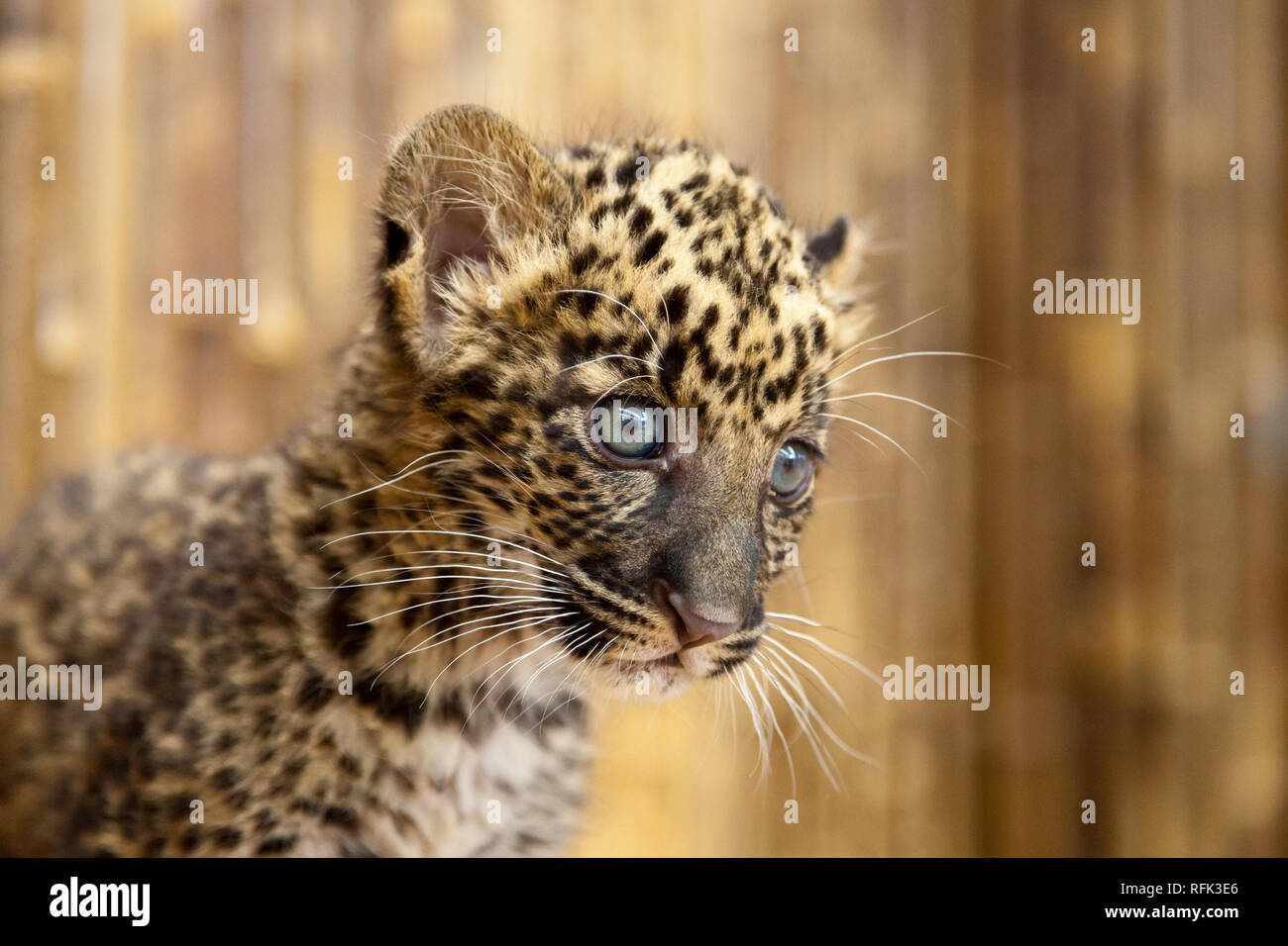 African leopard cub hi-res stock photography and images - Alamy
