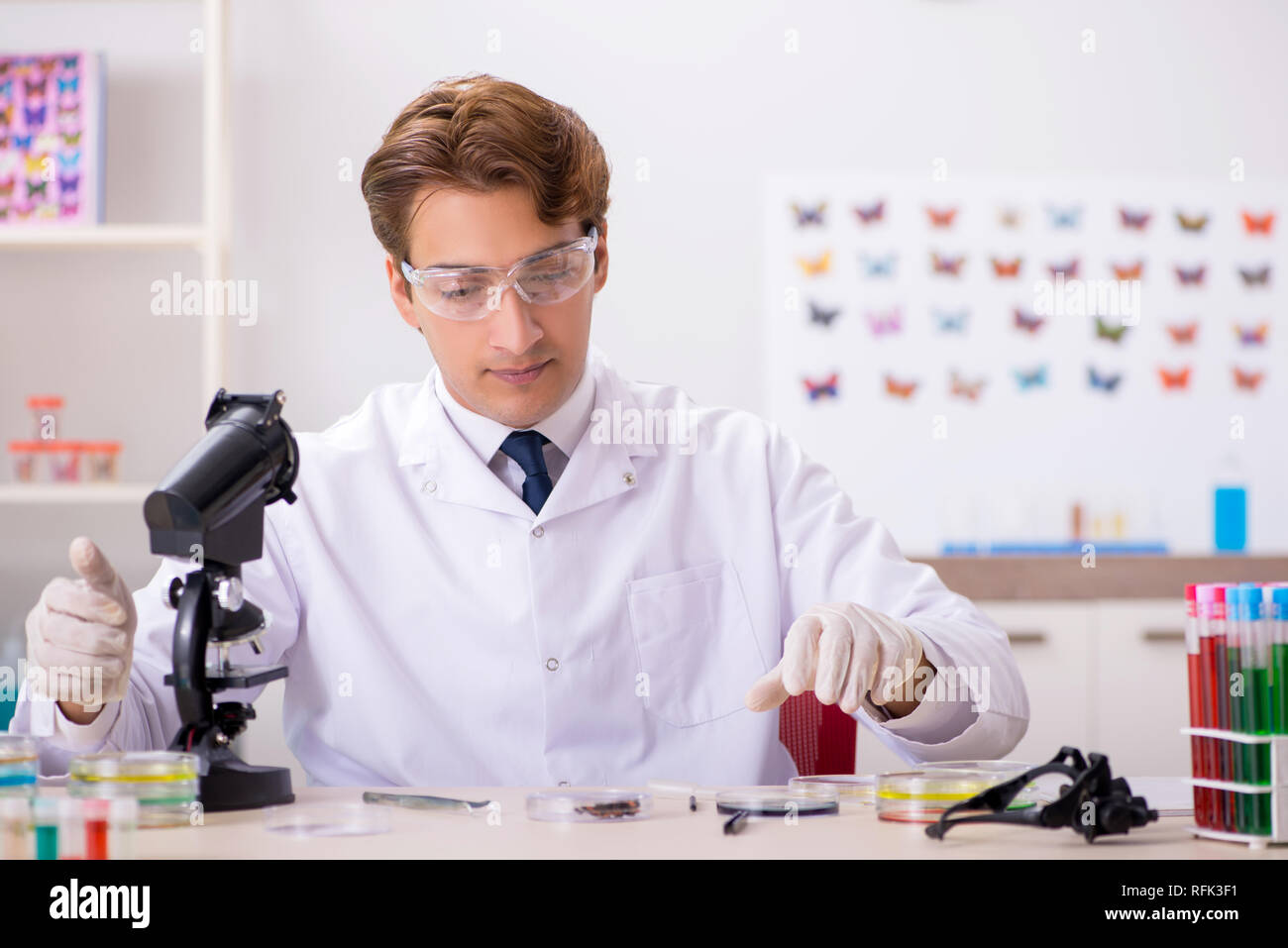 Scientist entomologist studying new butterfly species Stock Photo - Alamy