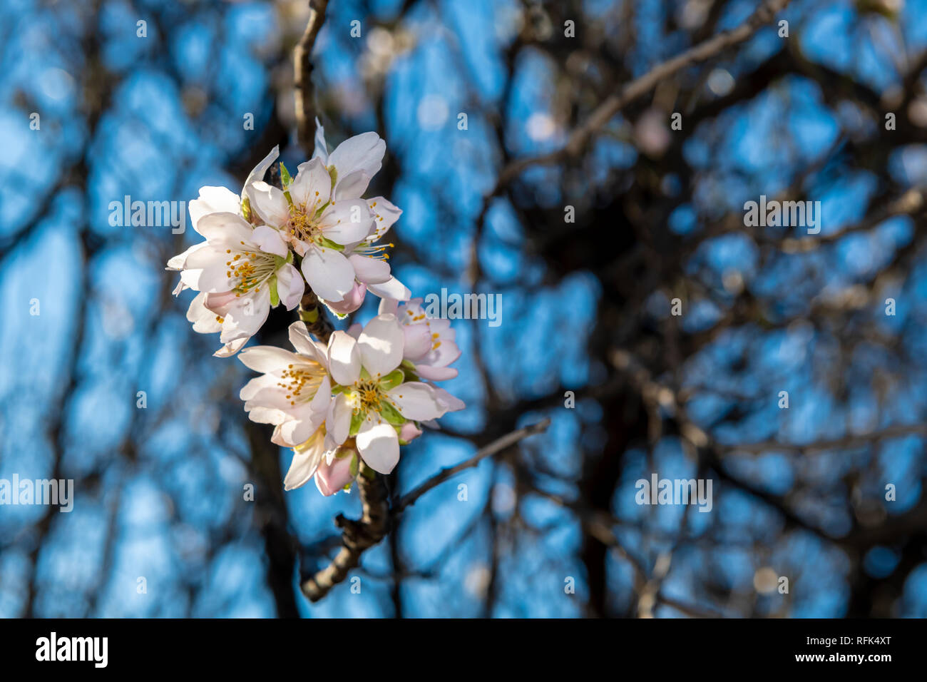 The well-known almond tree flowers are characterized by five petals in ...