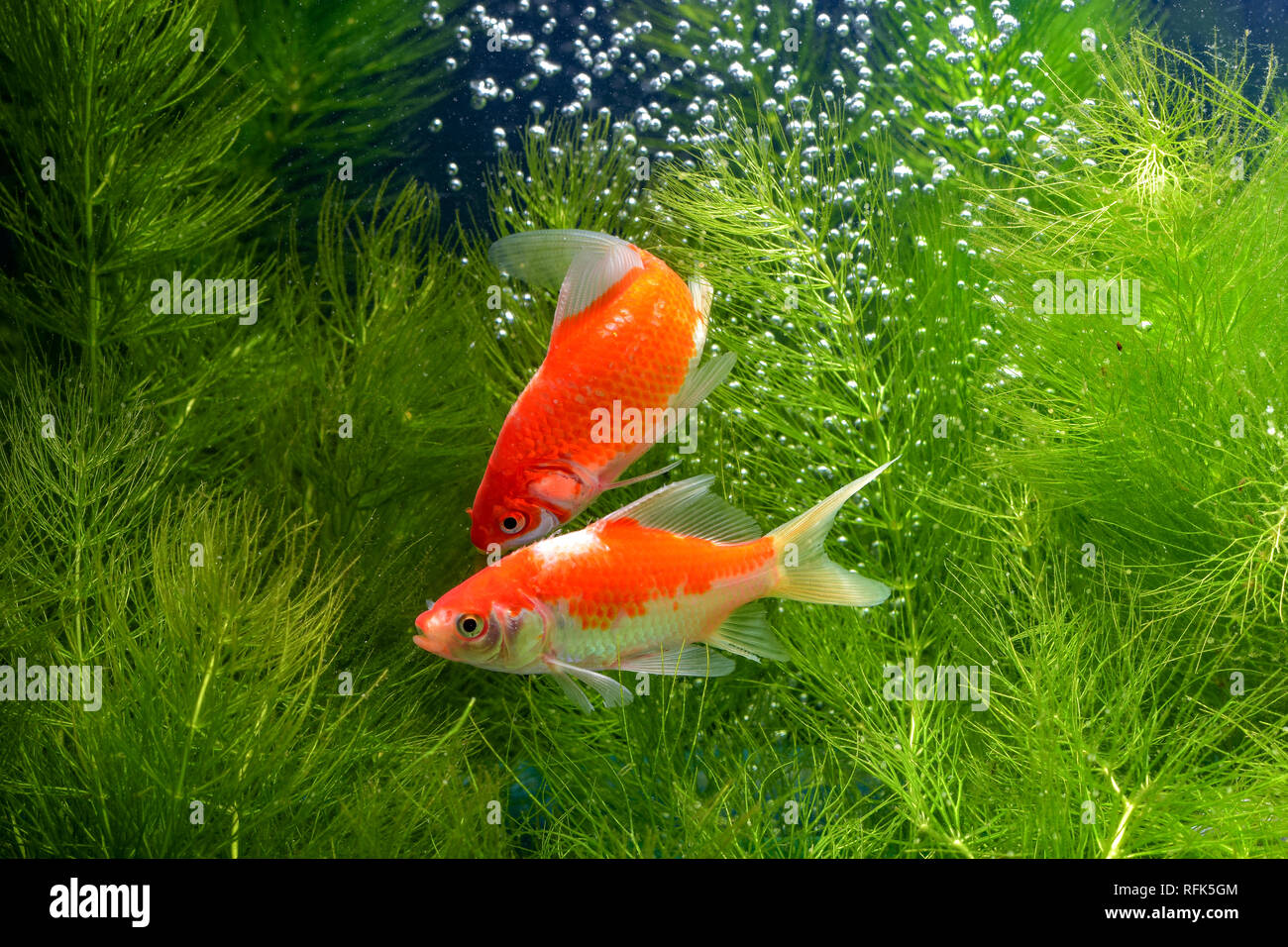 Koi fish with natural background Stock Photo - Alamy
