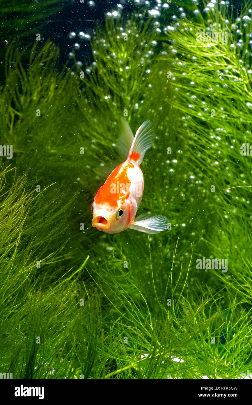Koi fish with natural background Stock Photo - Alamy