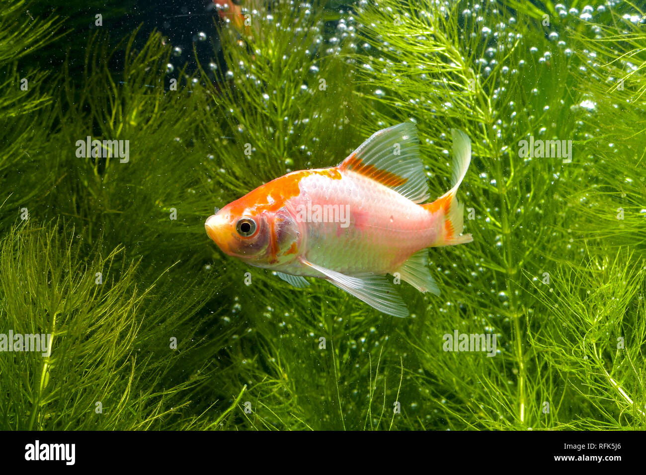 Koi fish with natural background Stock Photo - Alamy