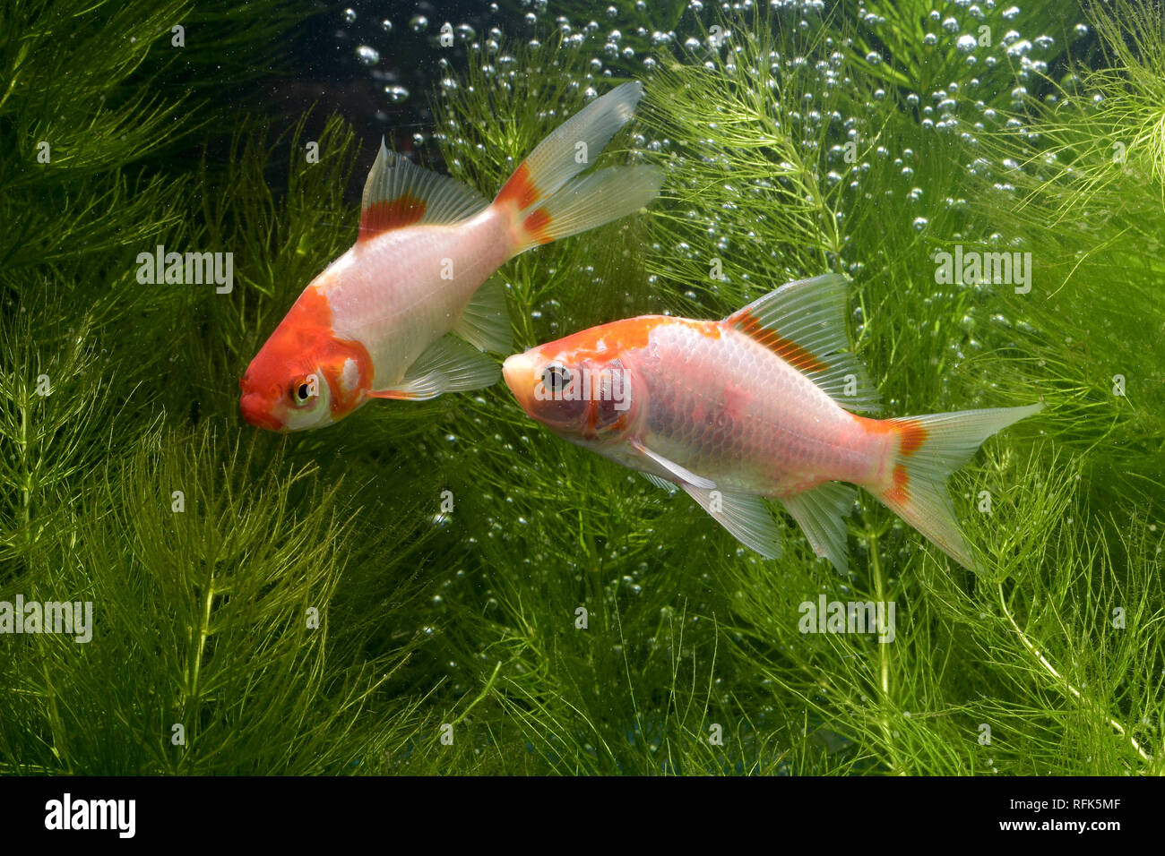 Koi fish with natural background Stock Photo - Alamy