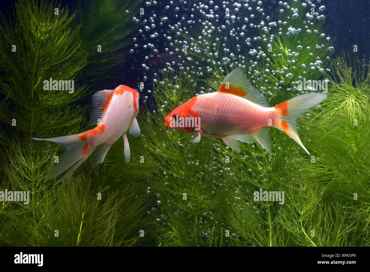 Koi fish with natural background Stock Photo - Alamy