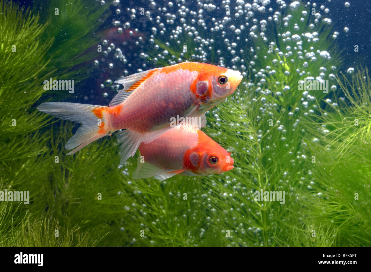 Koi fish with natural background Stock Photo - Alamy