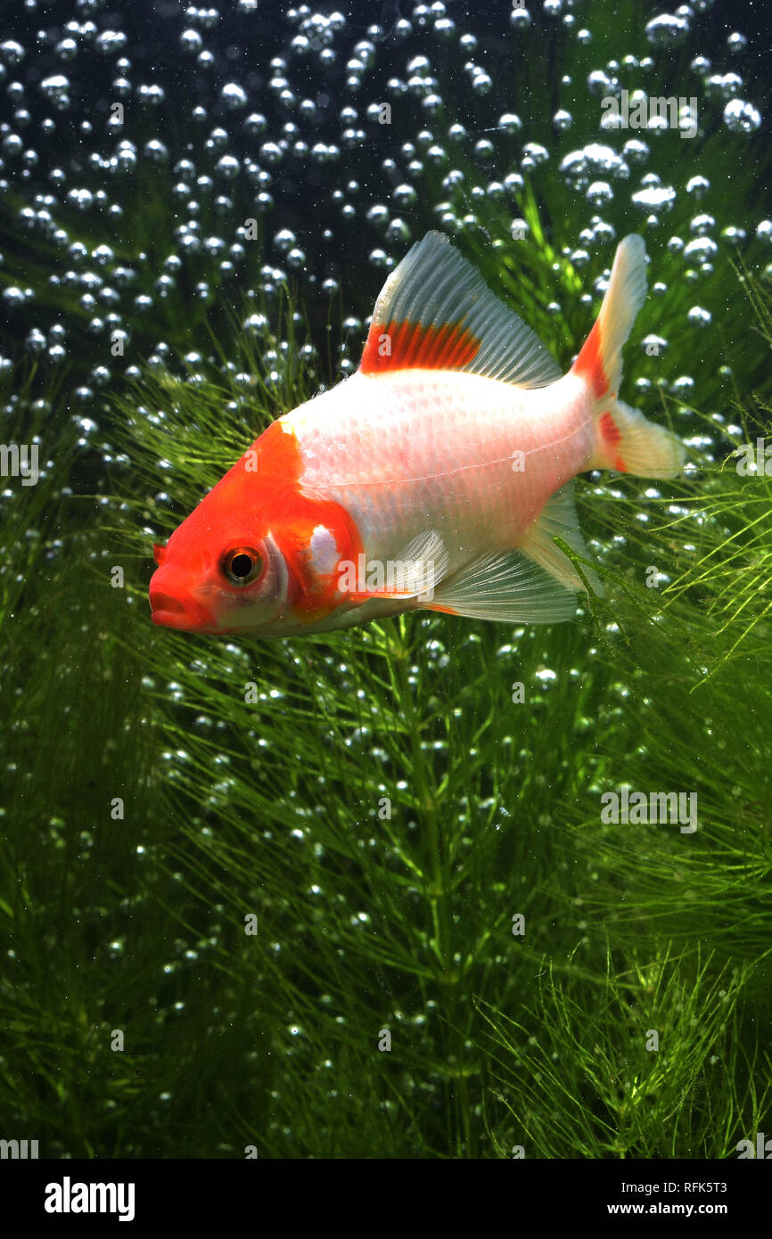 Koi fish with natural background Stock Photo - Alamy
