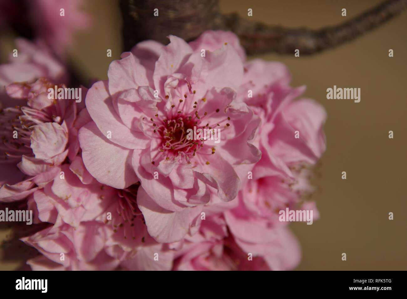 Multiple light pink flowers close up (high resolution) at Melbourne ...