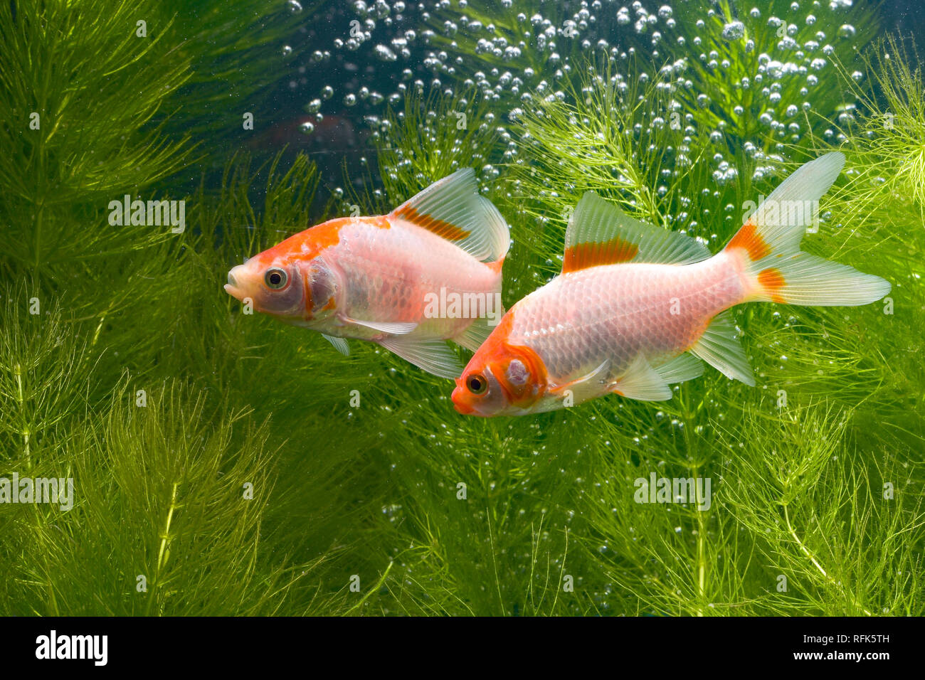 Koi fish with natural background Stock Photo - Alamy