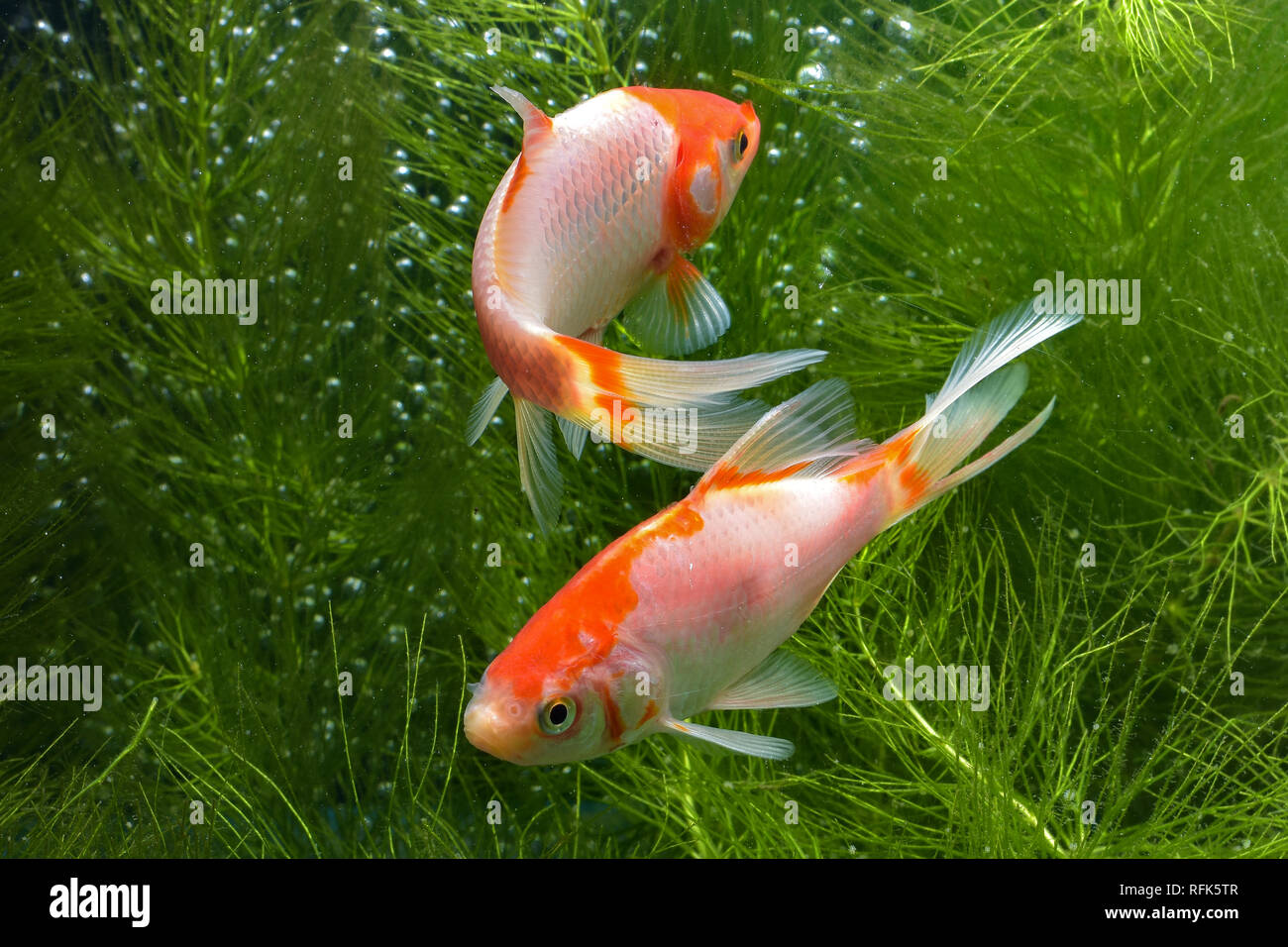 Koi fish with natural background Stock Photo - Alamy