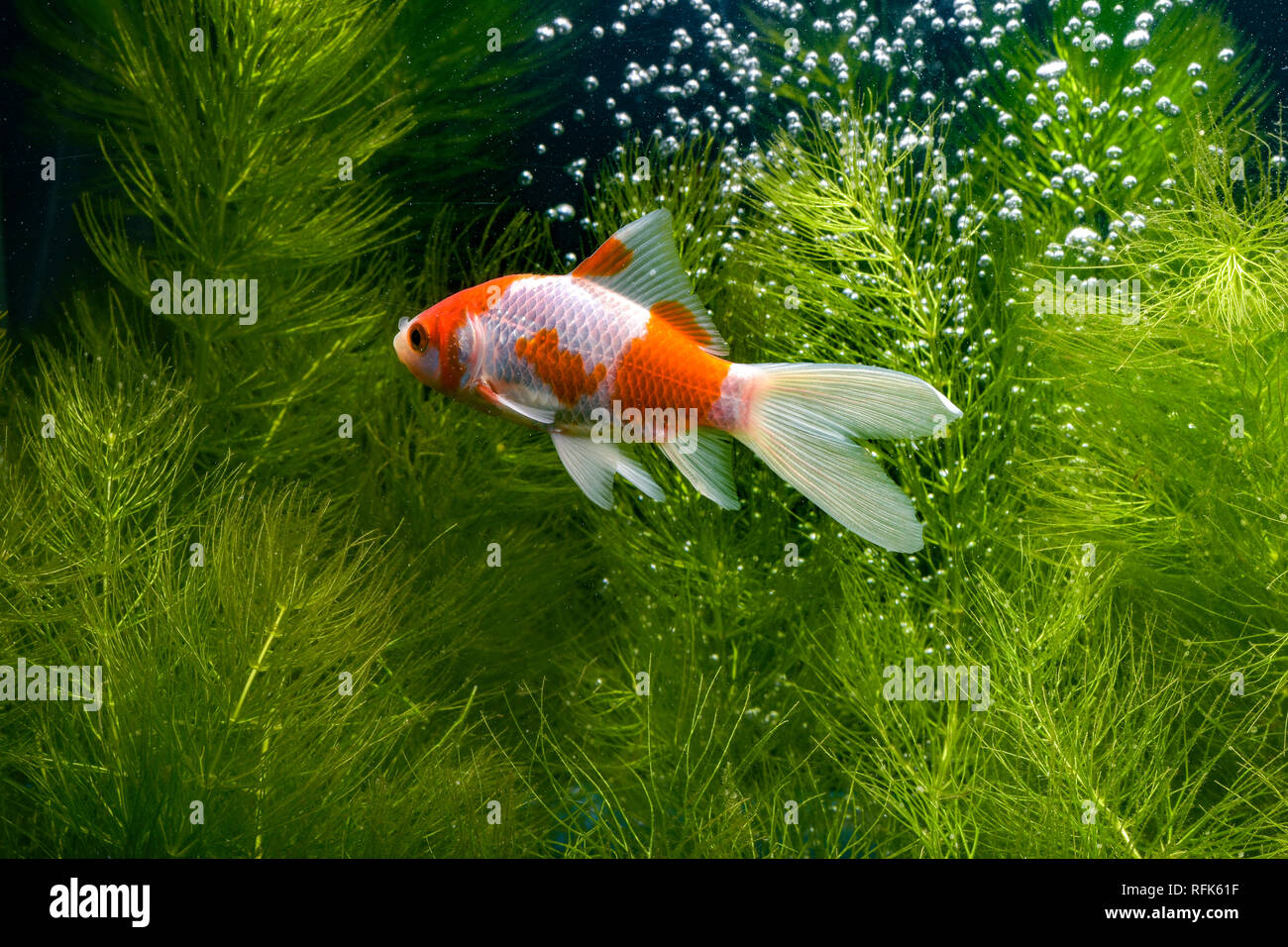 Koi fish with natural background Stock Photo - Alamy