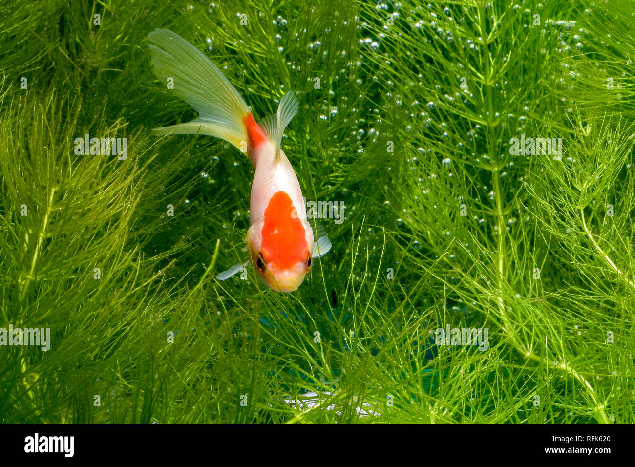 Koi fish with natural background Stock Photo - Alamy