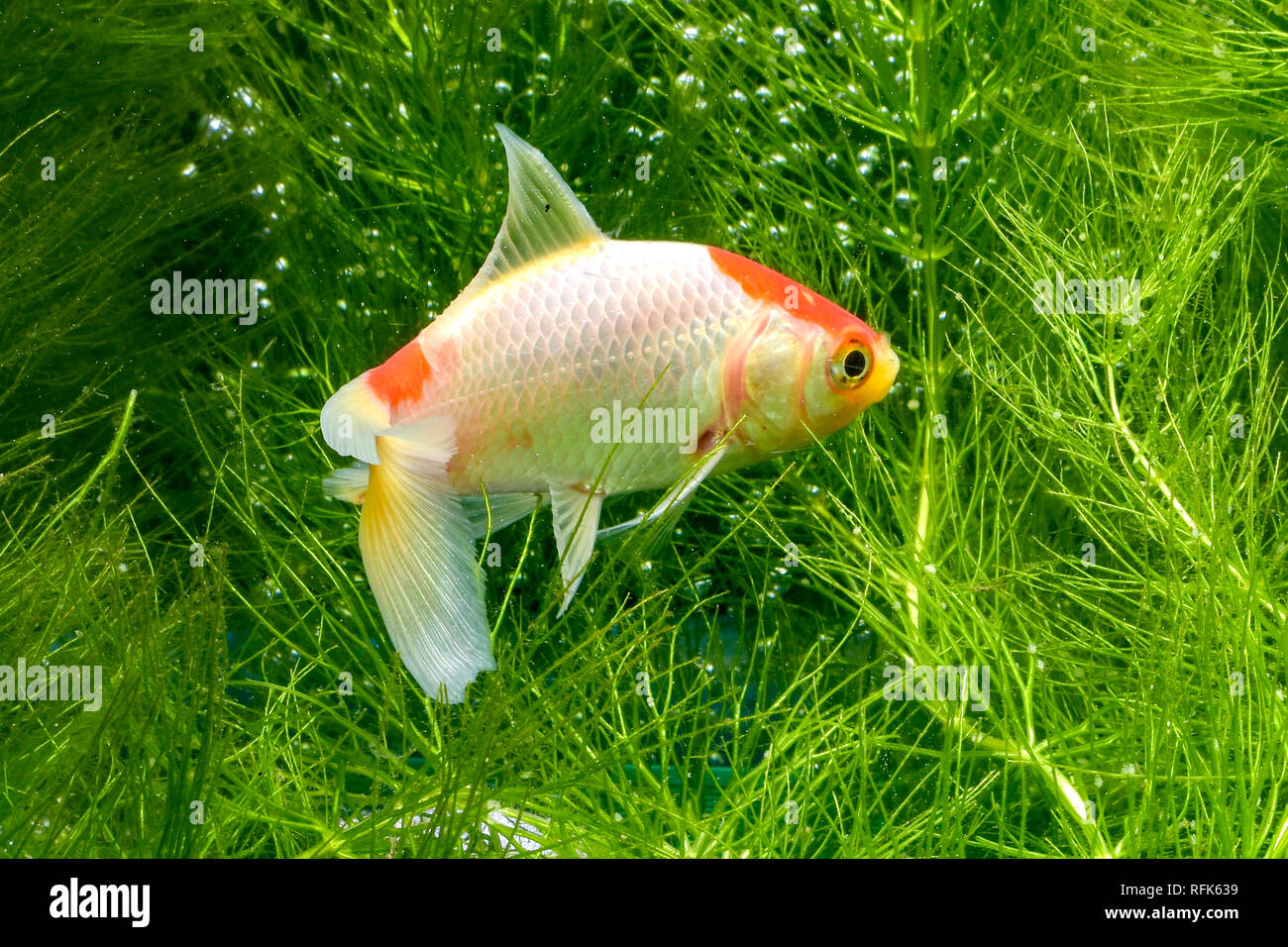 Koi fish with natural background Stock Photo - Alamy