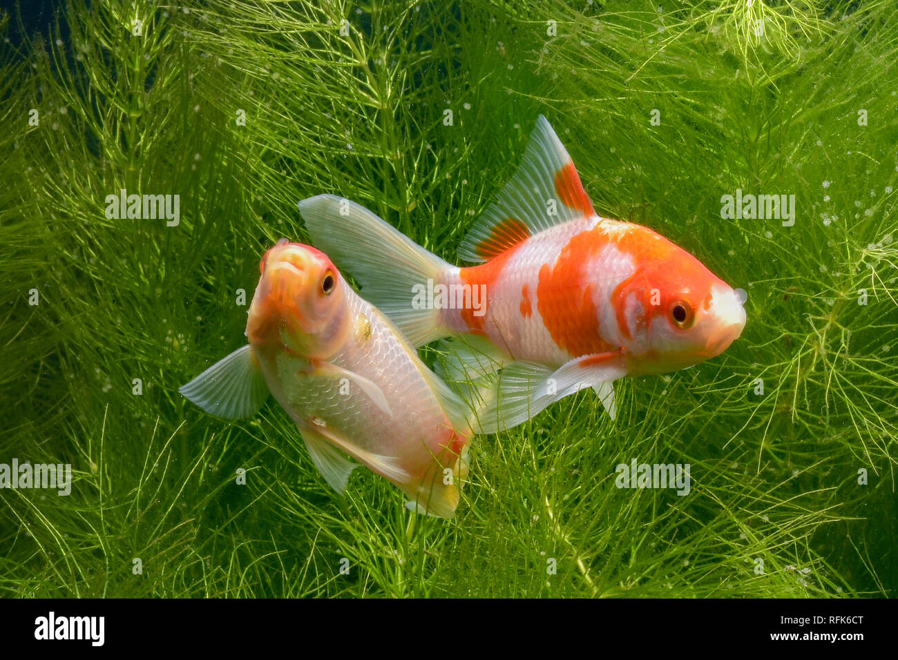 Koi fish with natural background Stock Photo - Alamy
