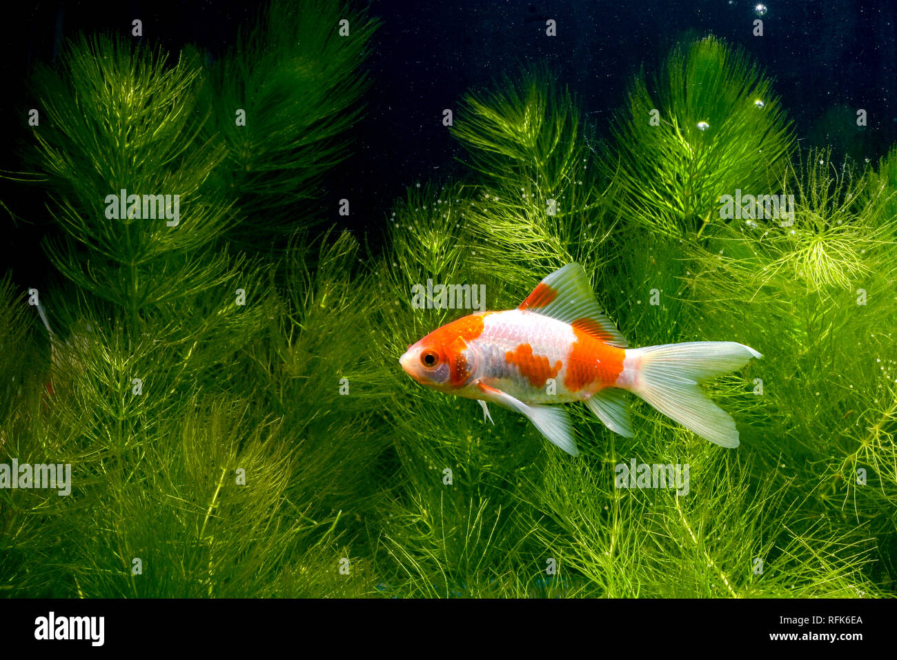 Koi fish with natural background Stock Photo - Alamy
