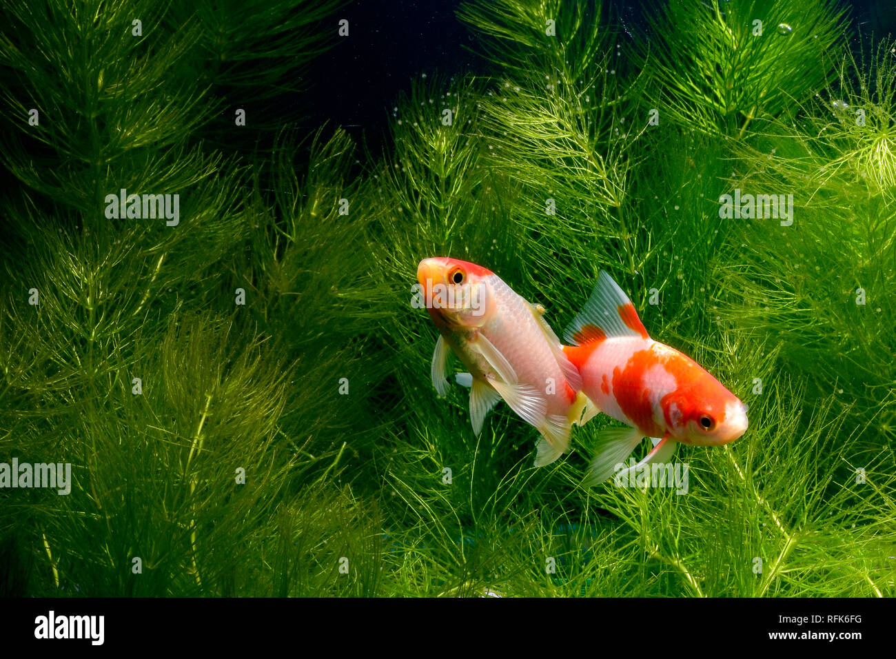 Koi fish with natural background Stock Photo - Alamy