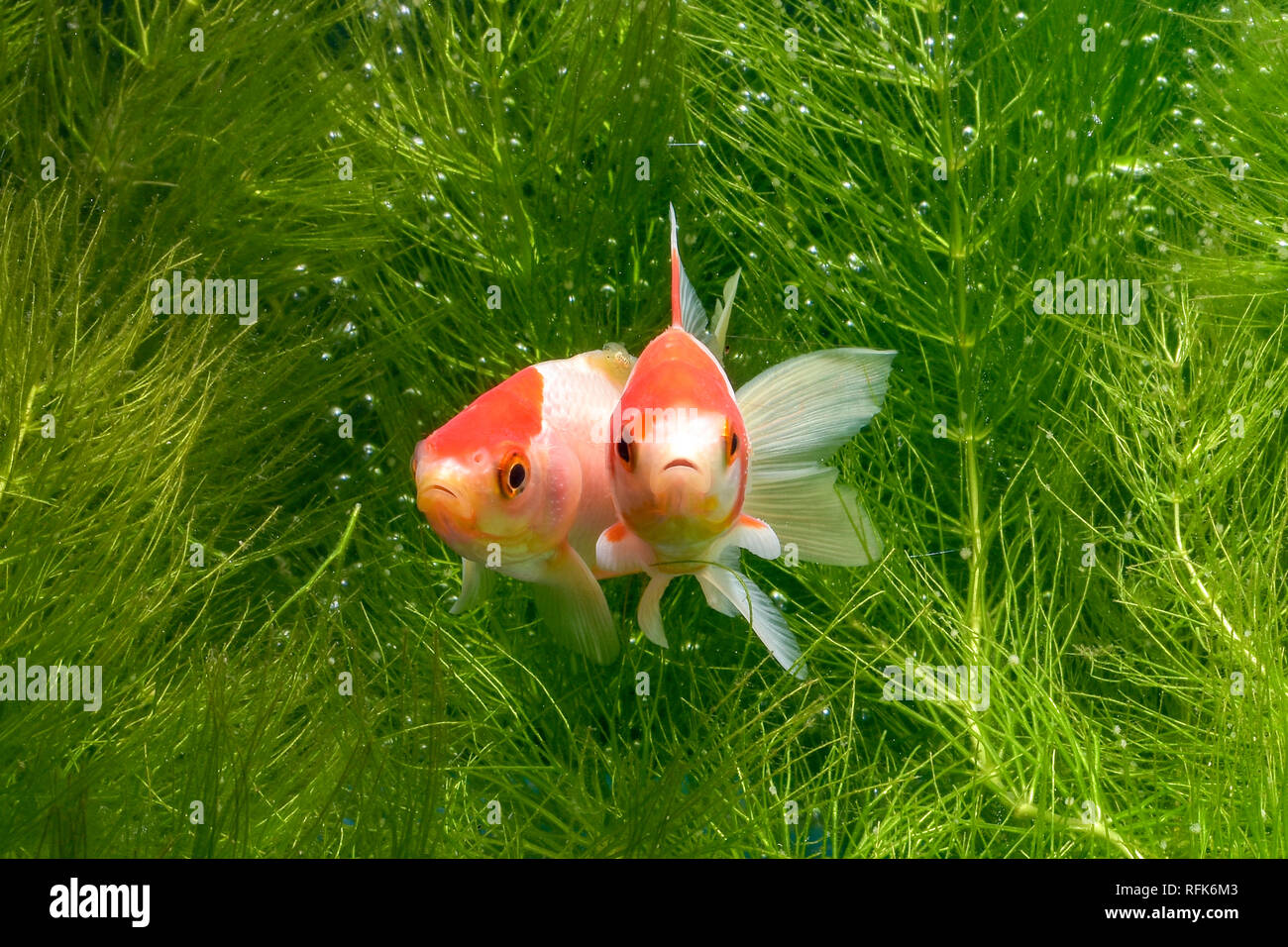 Koi fish with natural background Stock Photo - Alamy