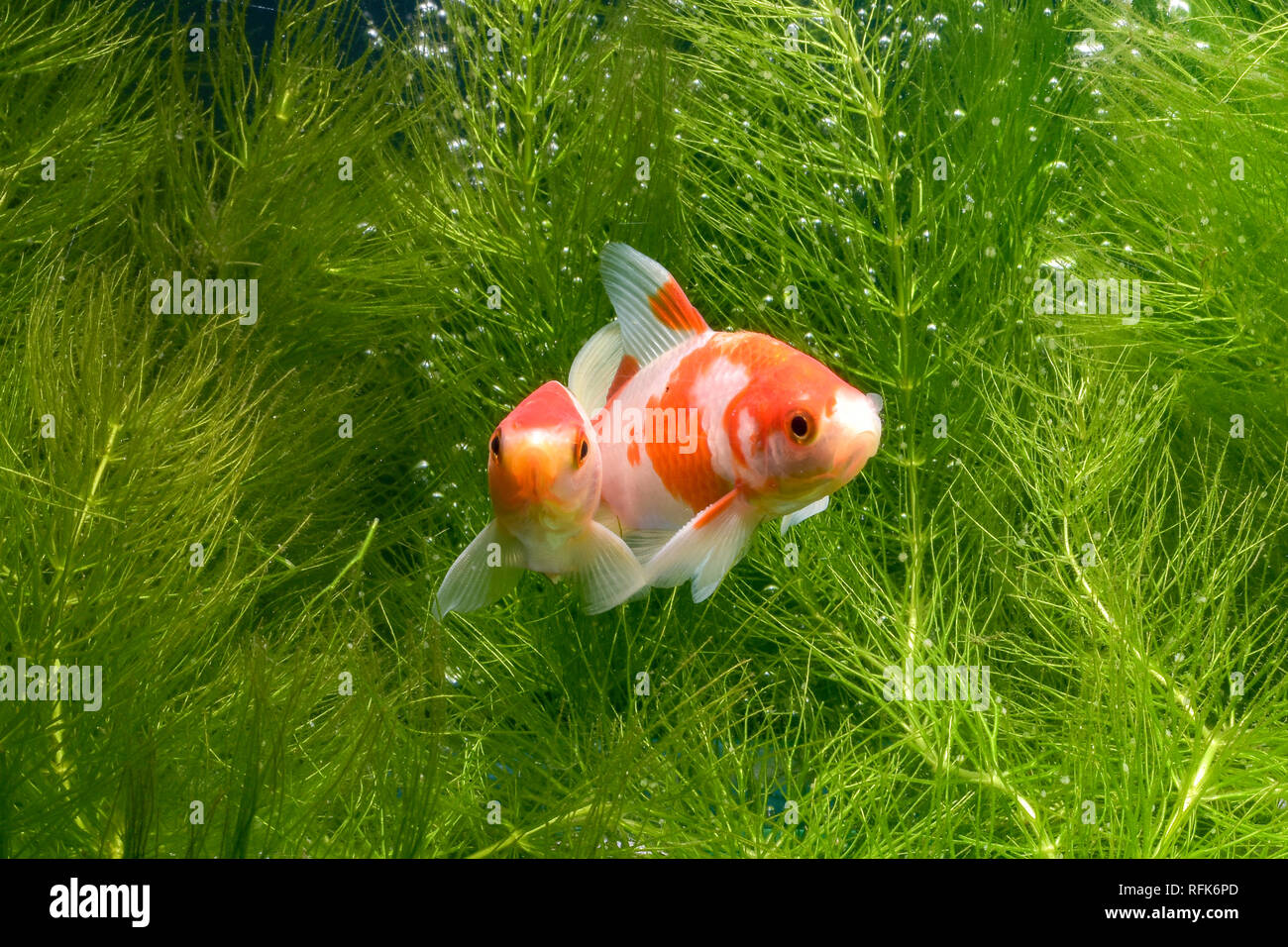 Koi fish with natural background Stock Photo - Alamy