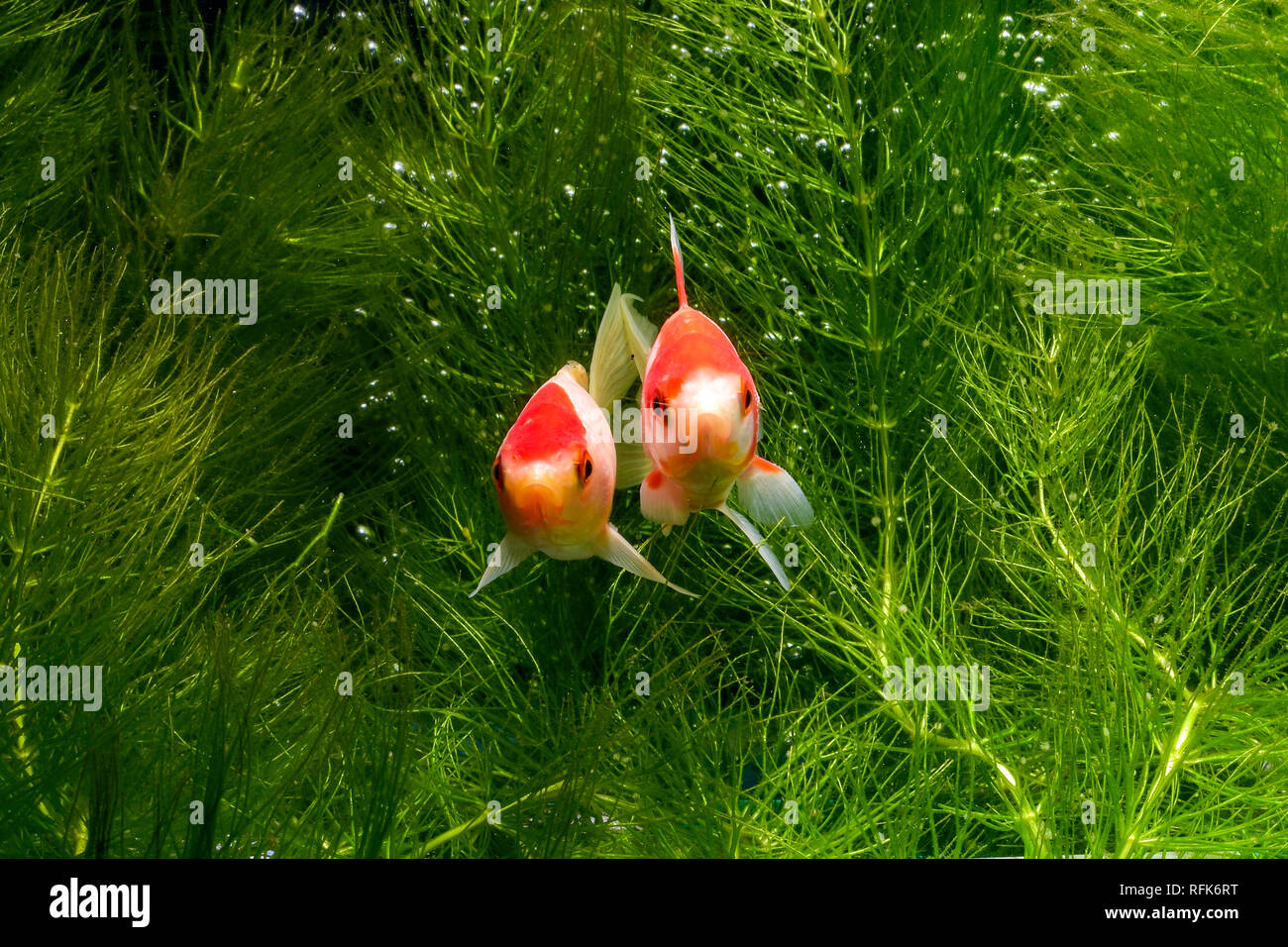 Koi fish with natural background Stock Photo - Alamy