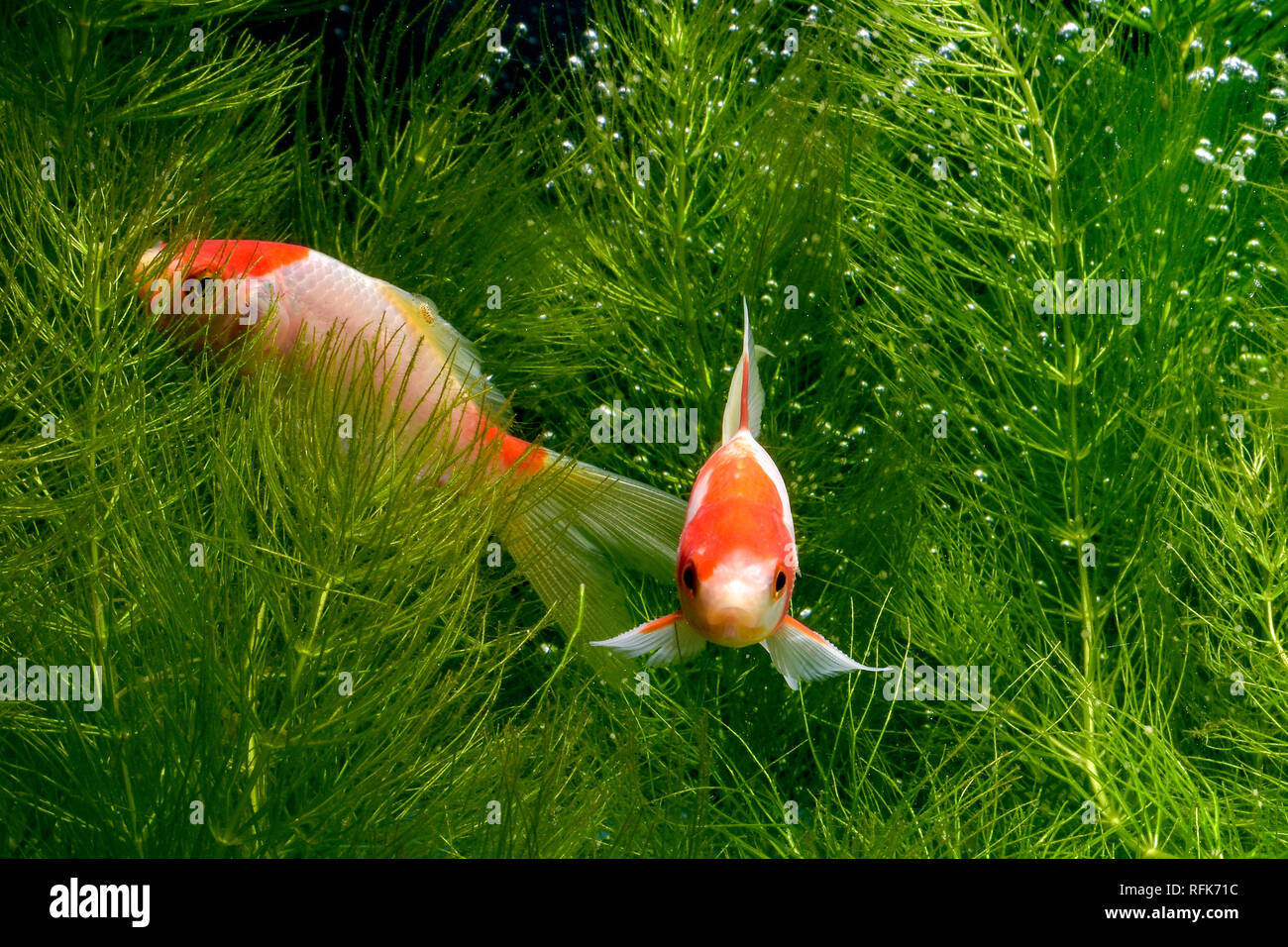 Koi fish with natural background Stock Photo - Alamy