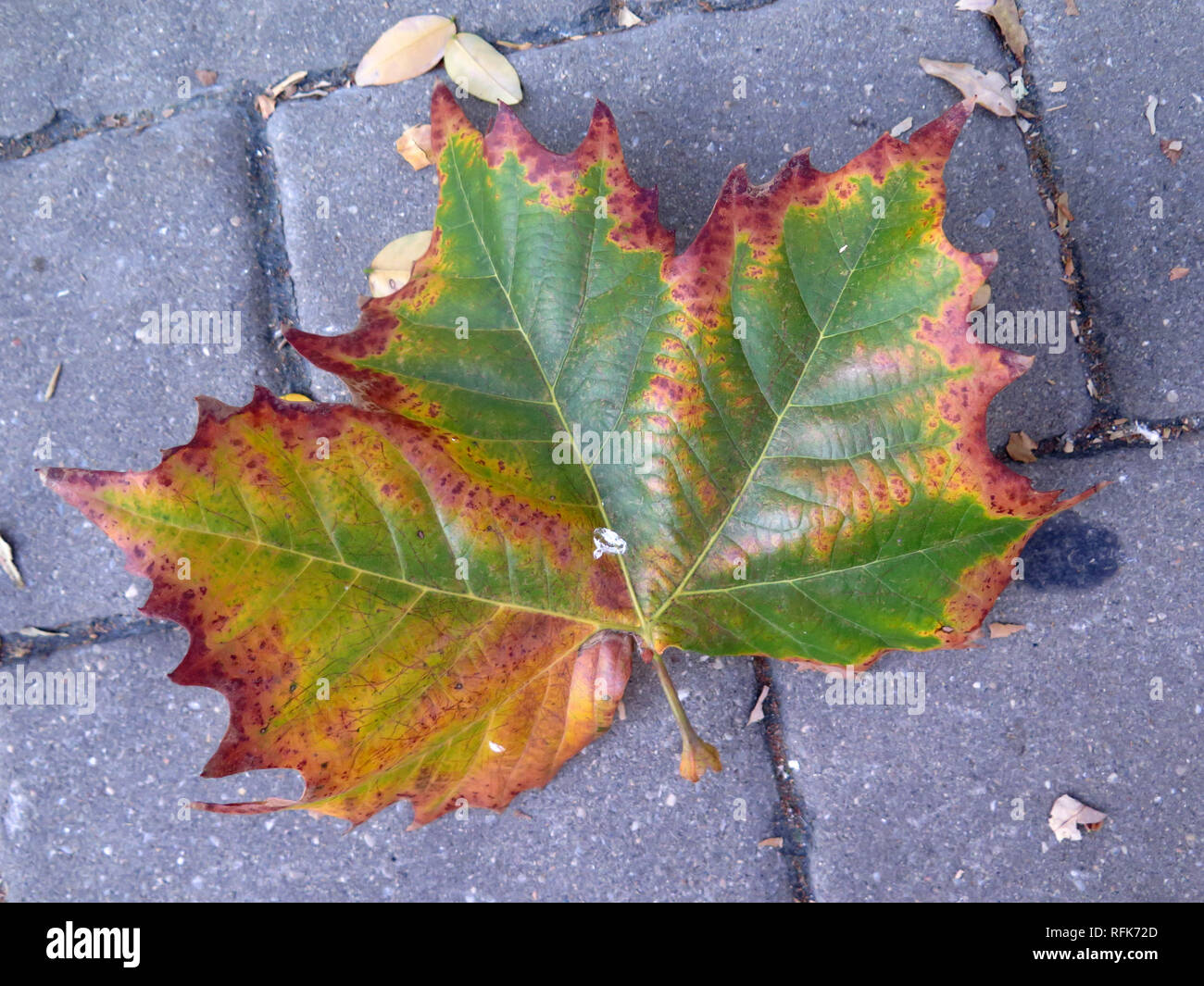 Colorful leaf on pavement in December sunshine in Andalusian village ...