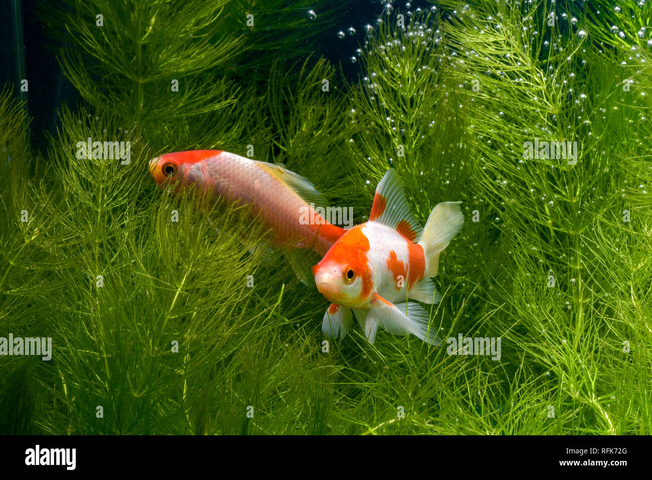 Koi fish with natural background Stock Photo - Alamy
