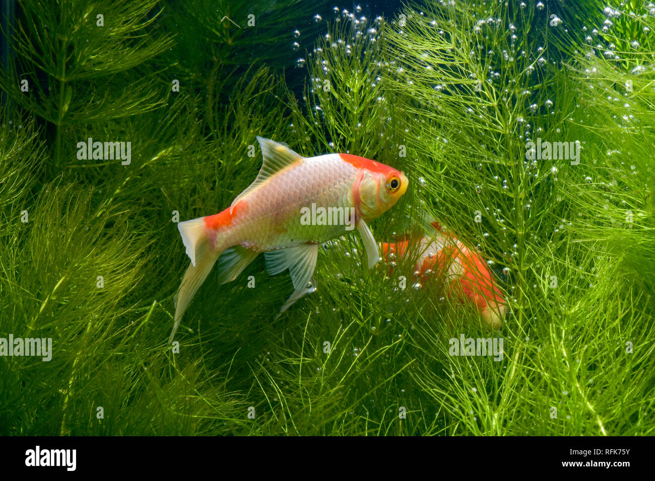 Koi fish with natural background Stock Photo - Alamy