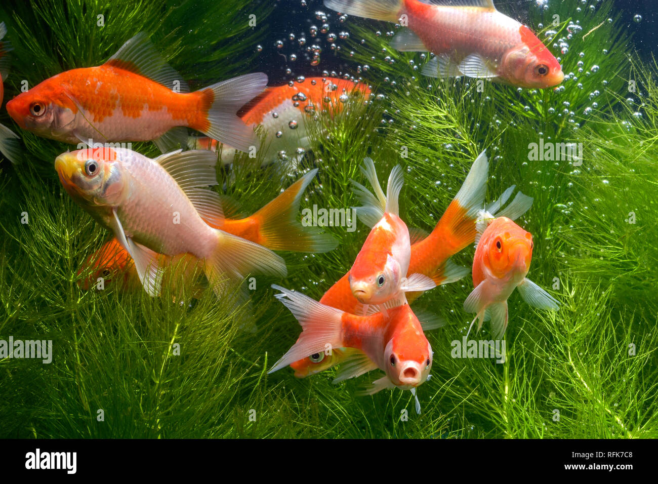 Koi fish with natural background Stock Photo - Alamy