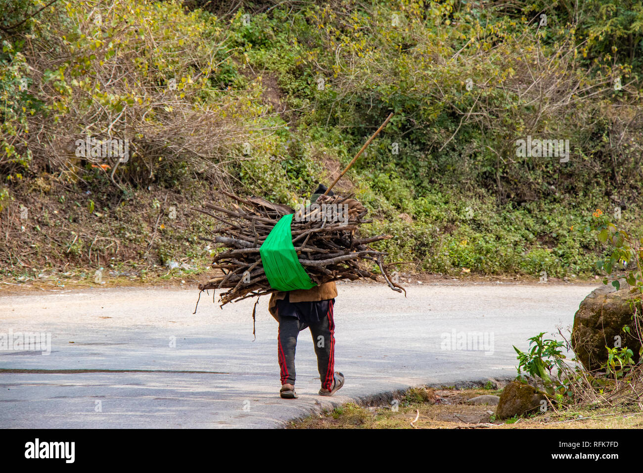 Man carrying tree branch firewood on his shoulders for heating in ...