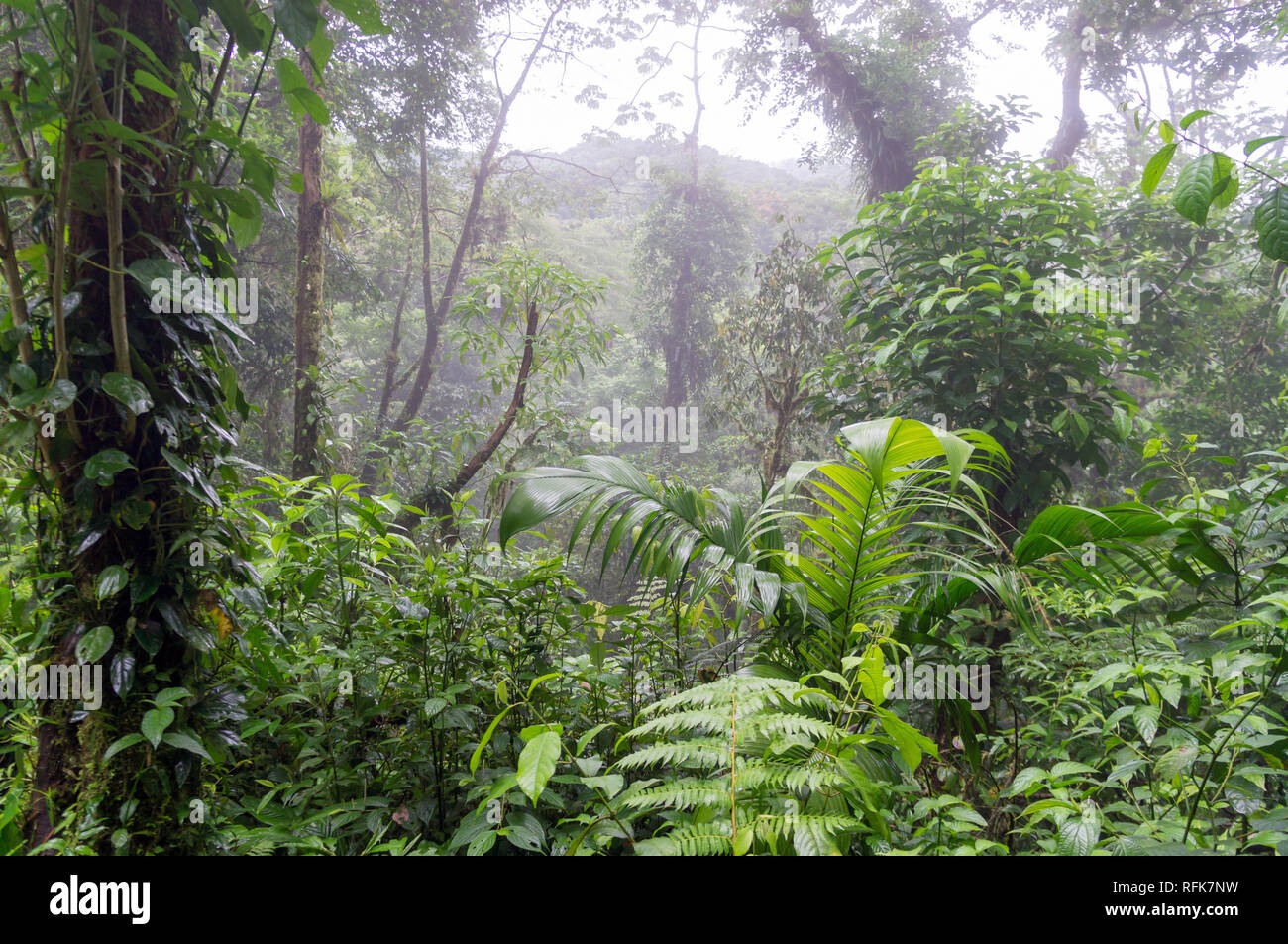 Tropical Rainforest Scene at Arenal Volcano National Park, Costa Rica ...