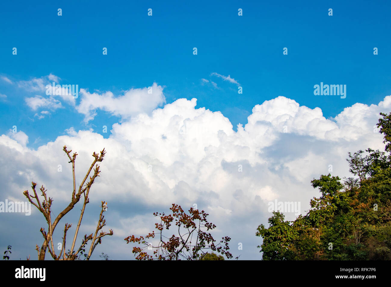 Sky view with trees hi-res stock photography and images - Alamy