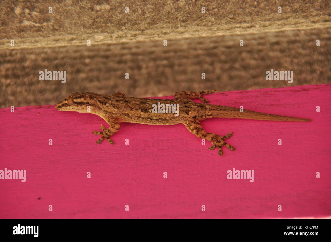 Gecko sitting on the wall in masking color. Reptile species in ...