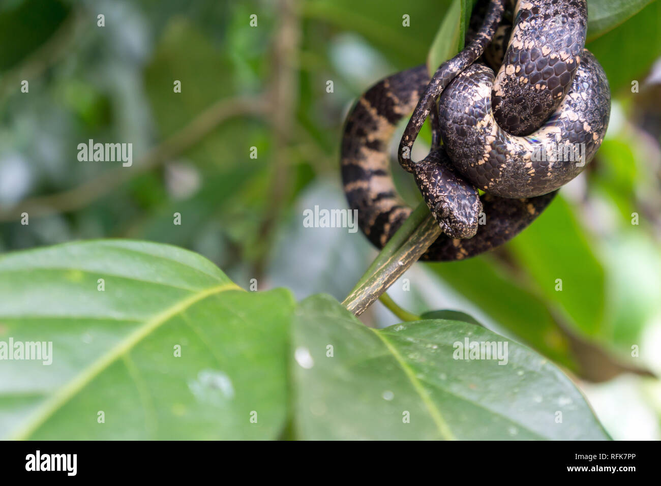 Cloudy Snail Eater Snake - Costa Rica Wildlife Stock Photo - Alamy