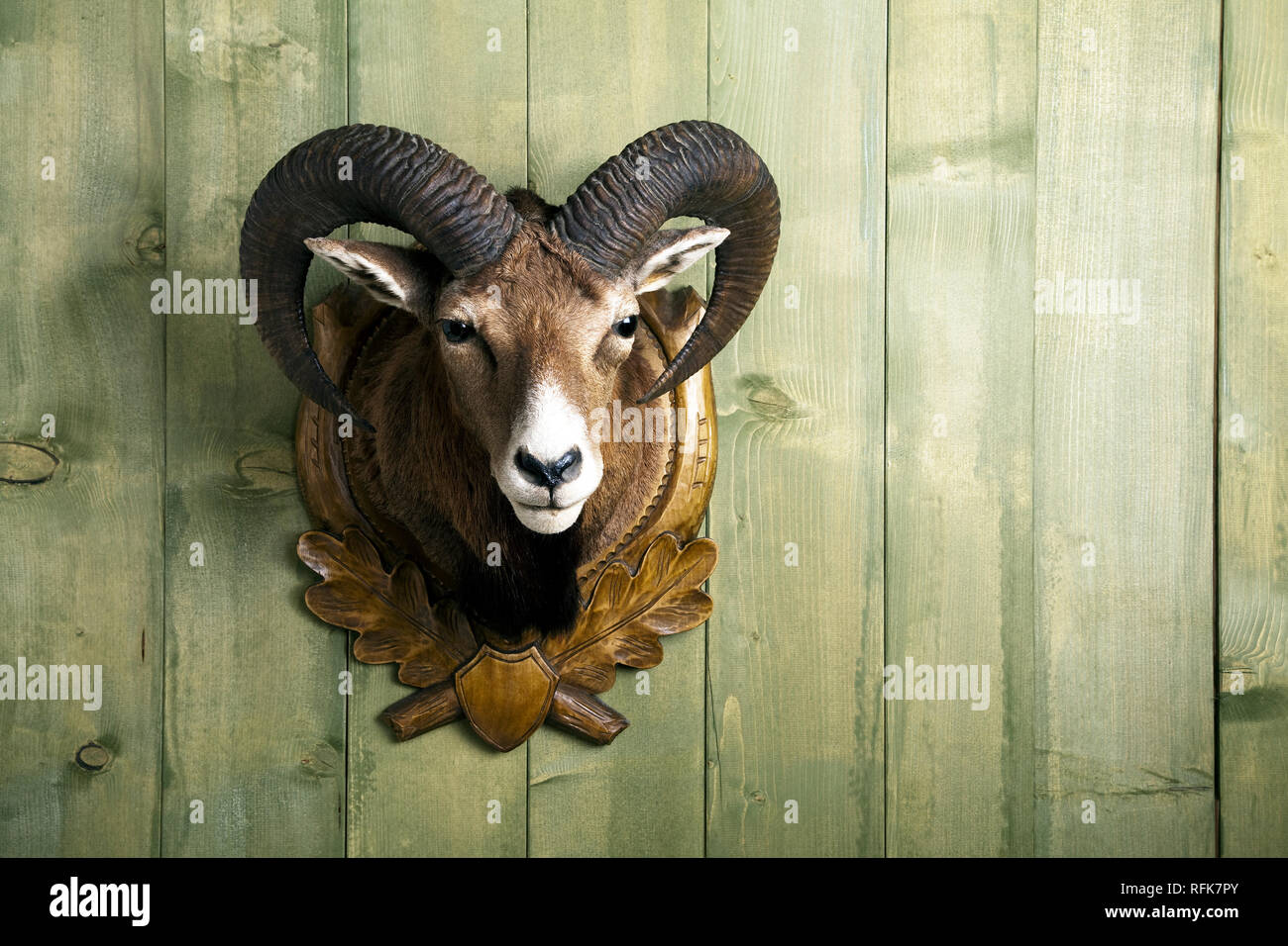 Mouflon skull hi-res stock photography and images - Alamy