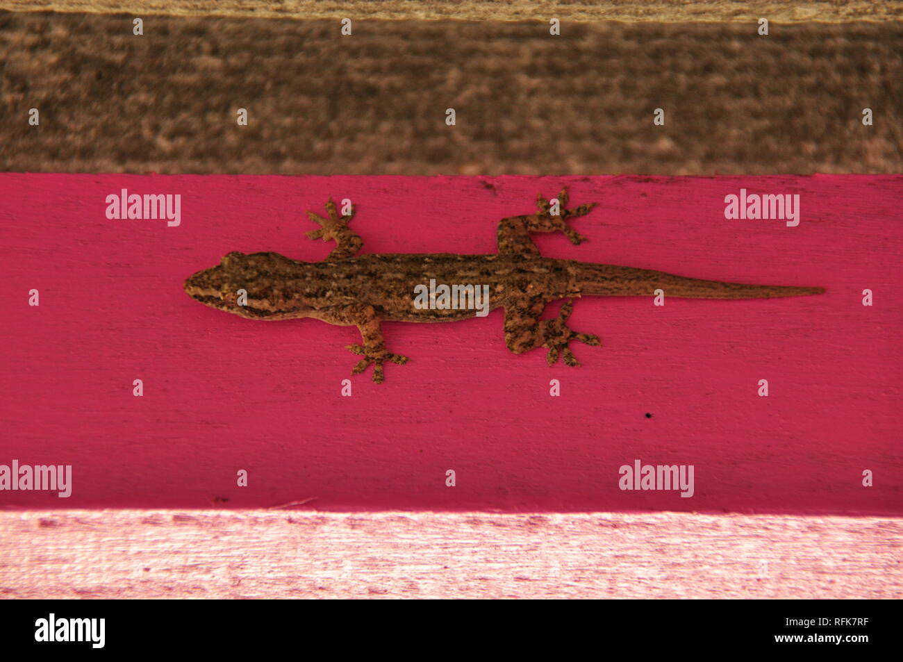 Gecko sitting on the wall in masking color. Reptile species in ...