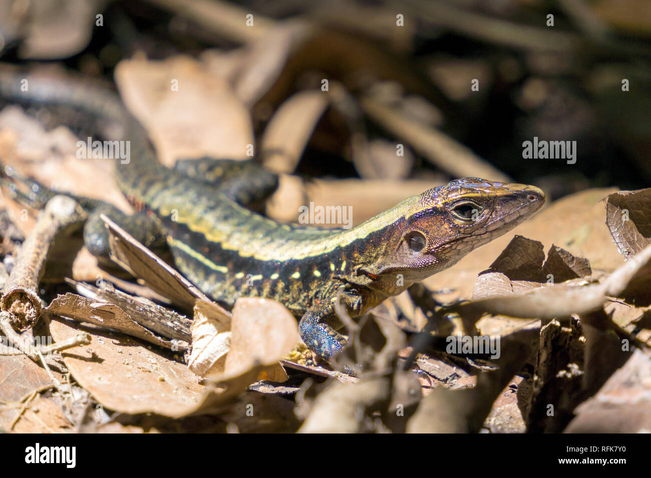 Four Lined Ameiva, Whiptail Lizard. Wildlife in Costa Rica Stock Photo ...