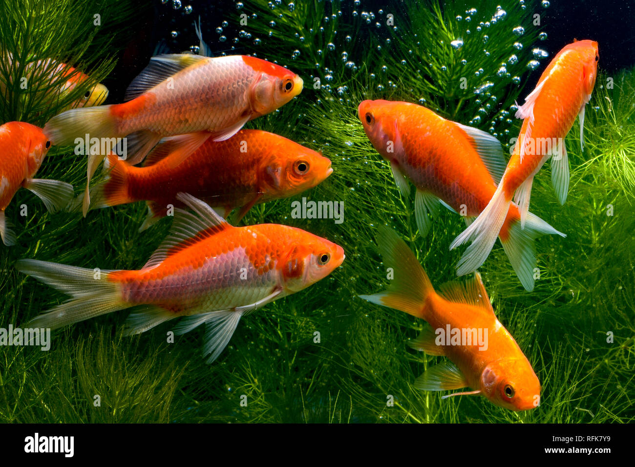 Koi fish with natural background Stock Photo - Alamy
