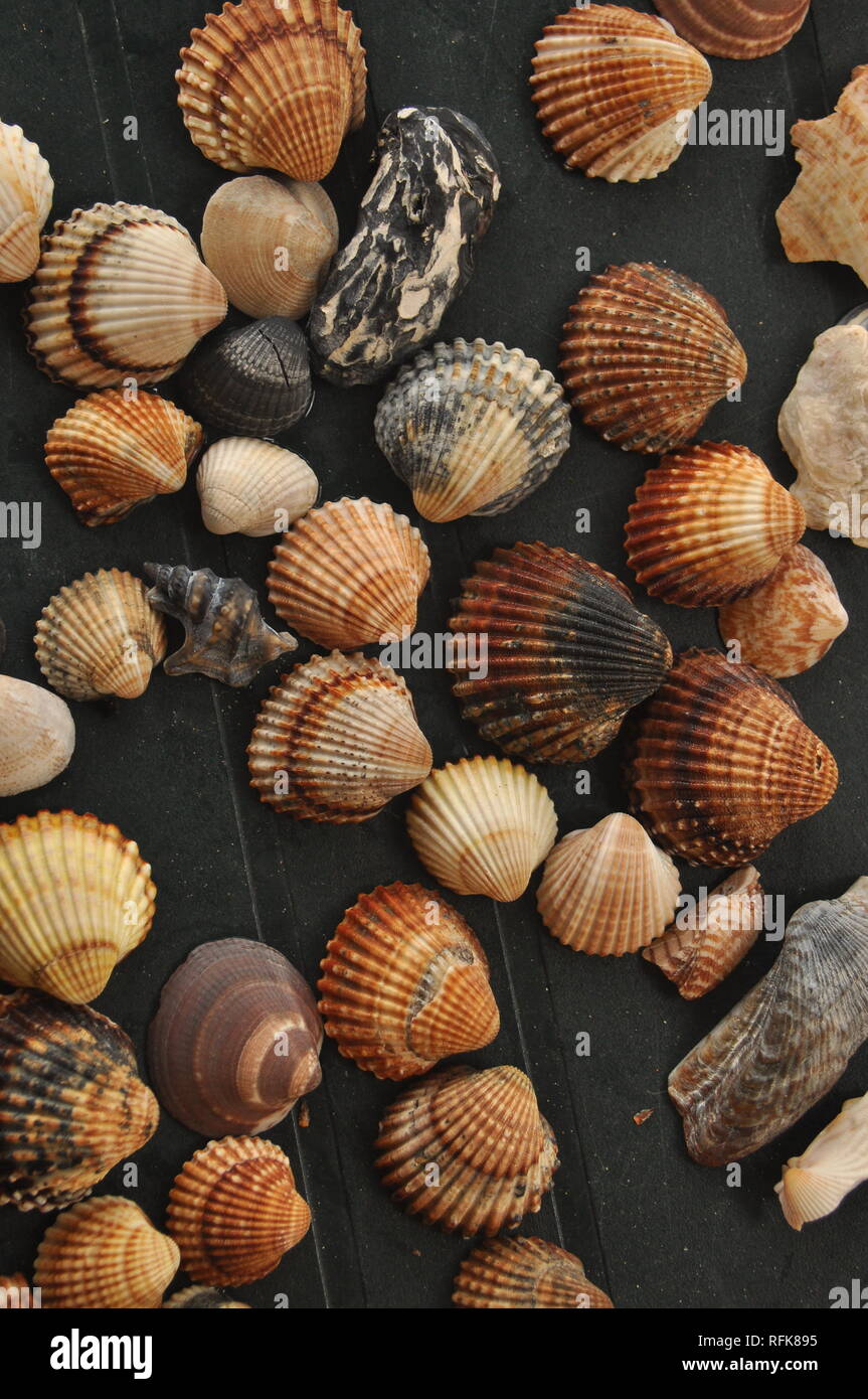 Shellfish, snails from the Mediterranean Sea on the beach in Italy ...
