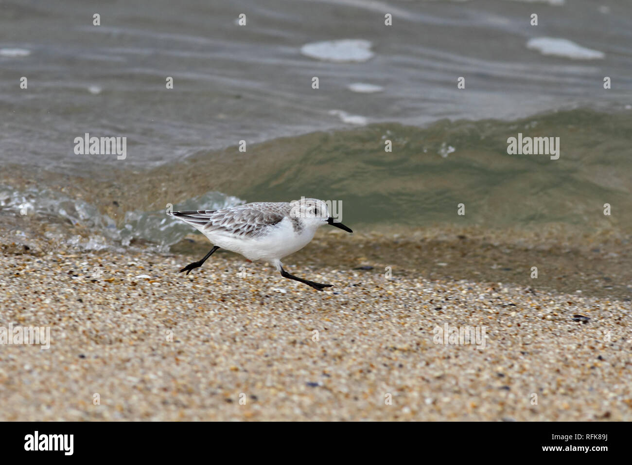 Sandpiper running on beach hi-res stock photography and images - Alamy