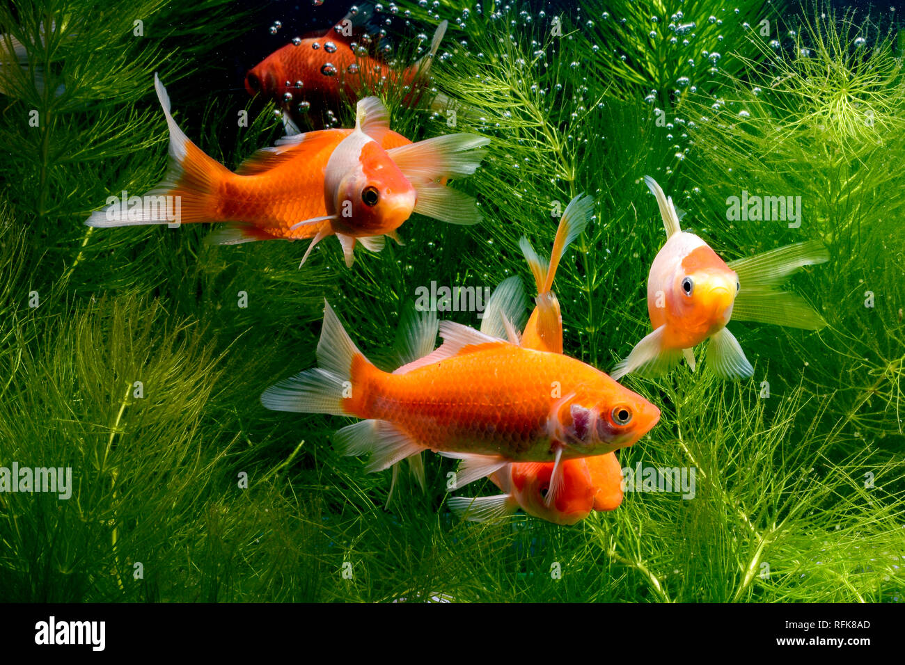 Koi fish with natural background Stock Photo - Alamy