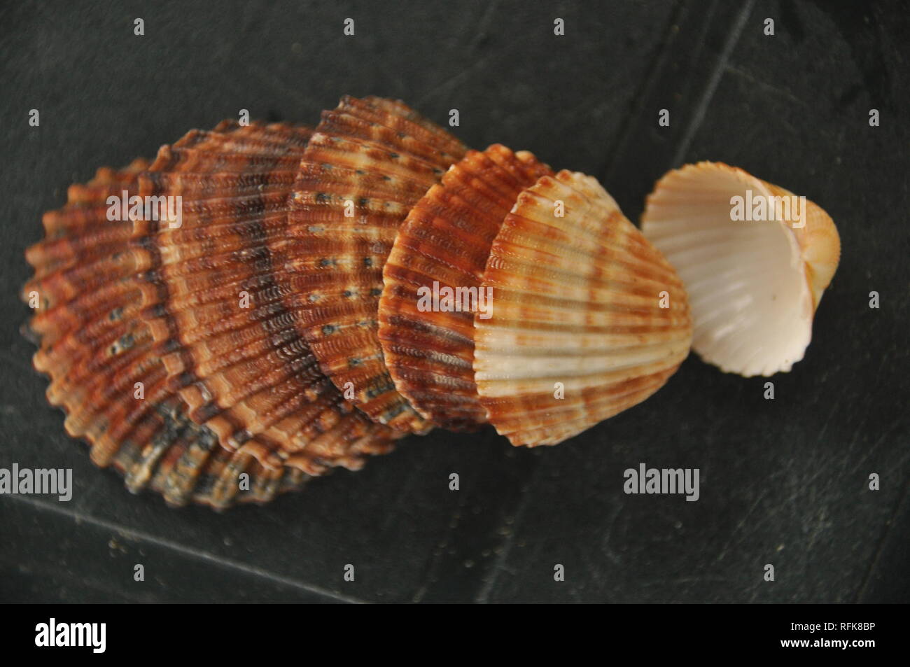 Shellfish, snails from the Mediterranean Sea on the beach in Italy ...