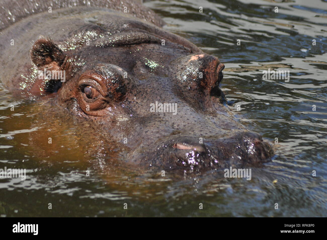 Hippo. Floating in the water a large animal living in Africa Stock ...